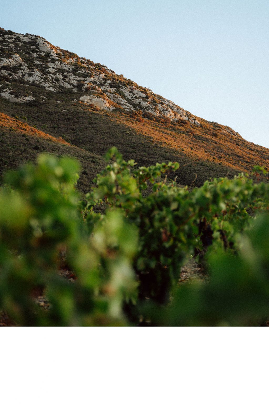 Clos del Rey – Famille Montagné – Domaine viticole à Maury AOC – Clos ...